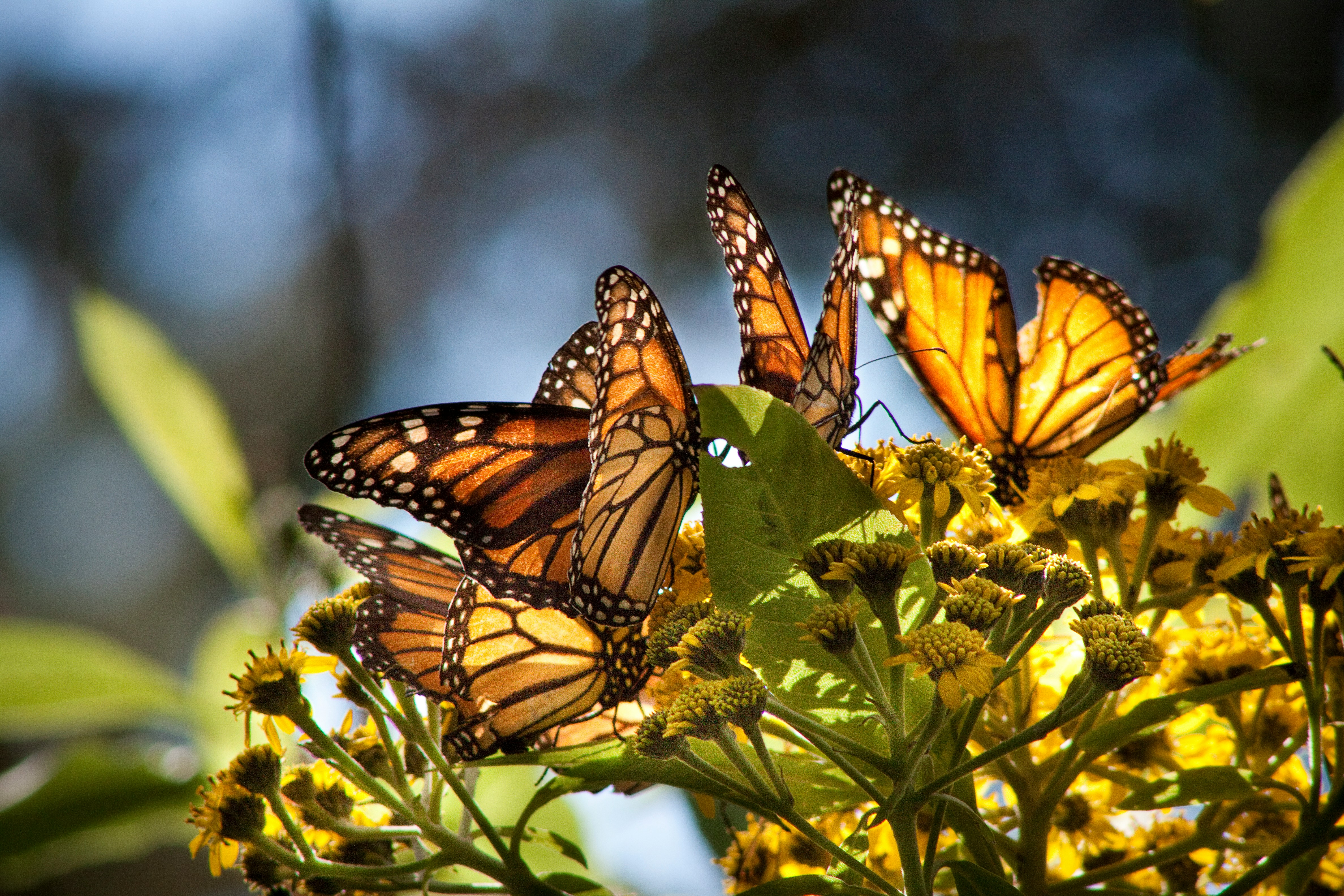 Butterfly Effect: How Ford Employees are Working to Help Save Monarchs